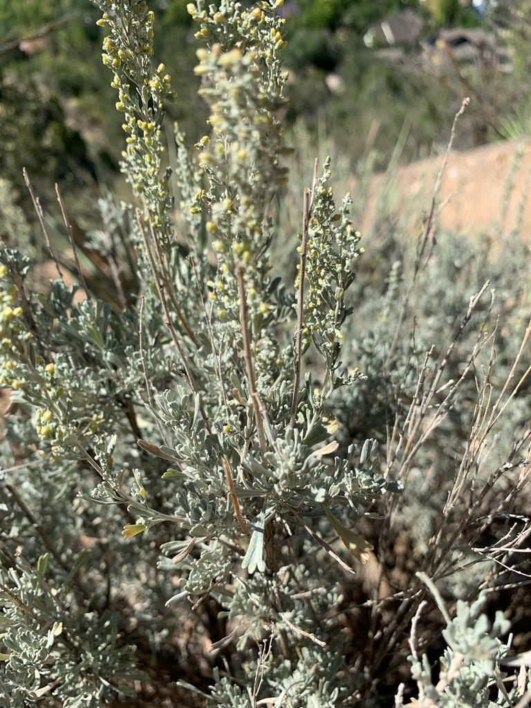Big Sagebrush from Durango on September 17, 2021 at 11:31 AM by Zachary ...