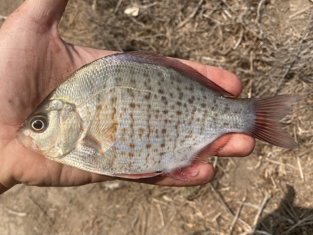 Calico Surfperch from Santa Cruz, CA, US on September 26, 2021 at 12:27 ...
