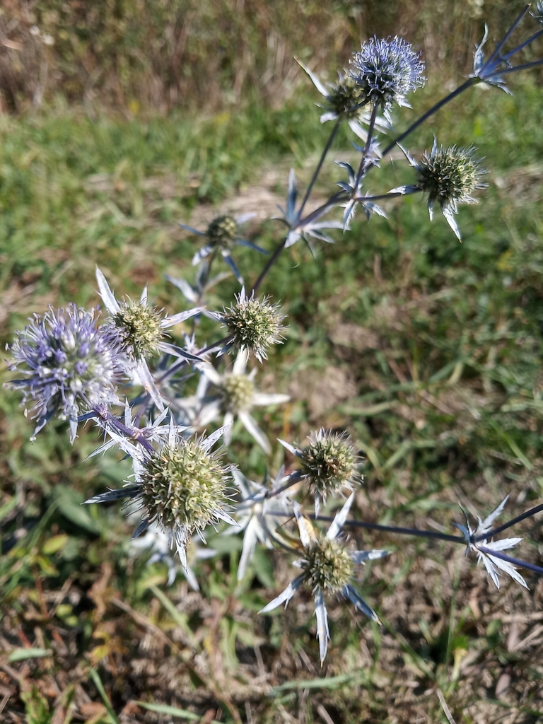 Blue Eryngo from Márokpapi, 4932 Hungary on September 26, 2021 at 11:55 ...