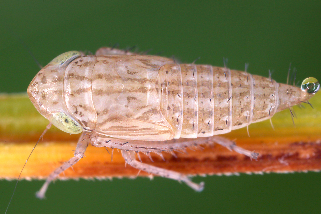 Conosanus obsoletus from norderney on July 08, 2009 at 01:33 PM by ...
