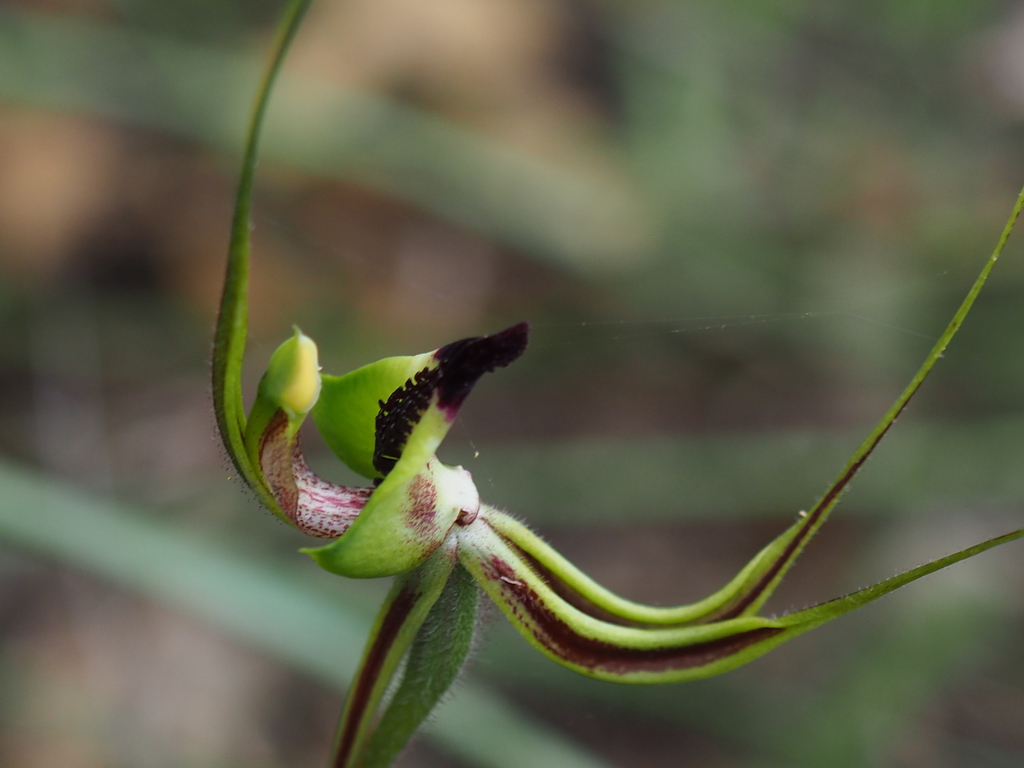 pointing spider orchid in September 2021 by Michael Warren · iNaturalist