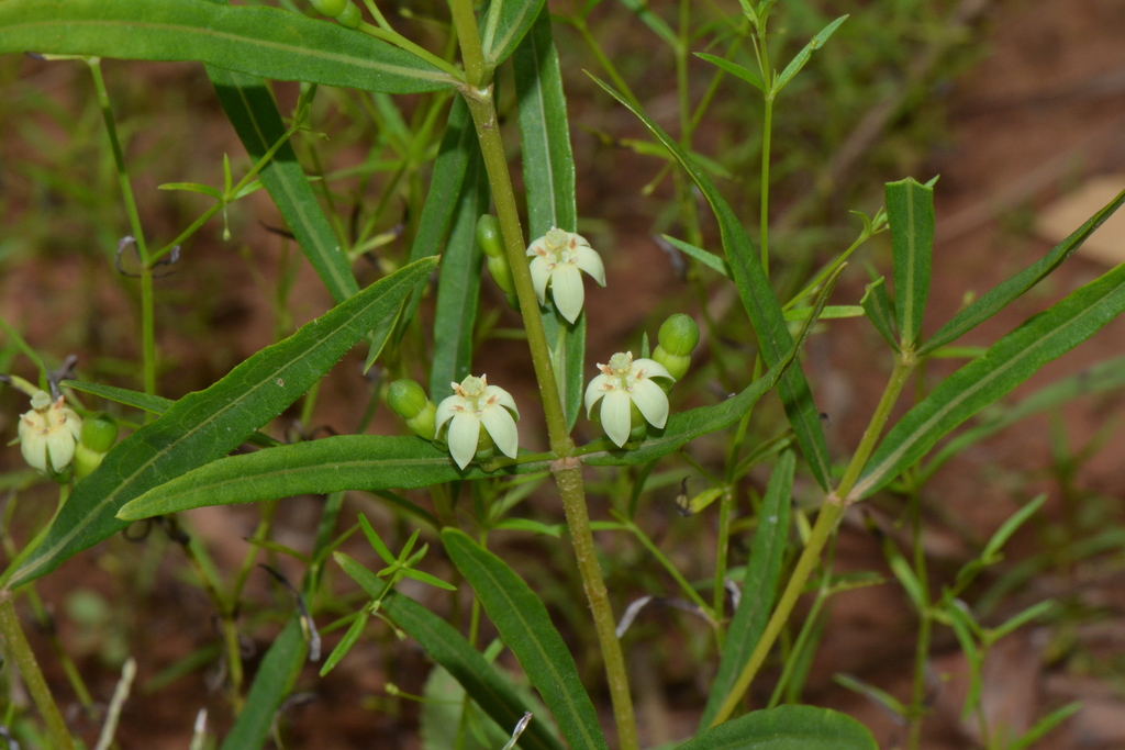Fadogia triphylla from Kipushi, Democratic Republic of the Congo on ...