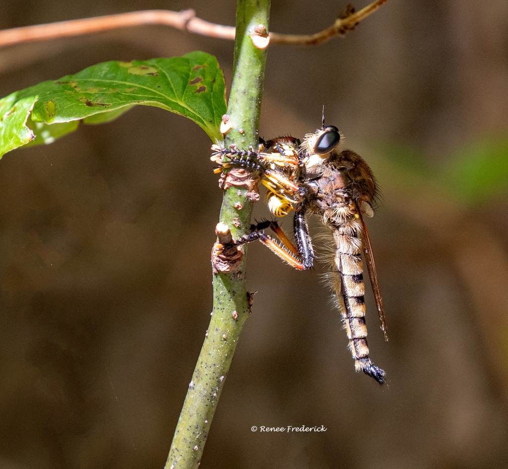 Red-footed Cannibal Fly from Falls Township, OH, USA on September 18 ...