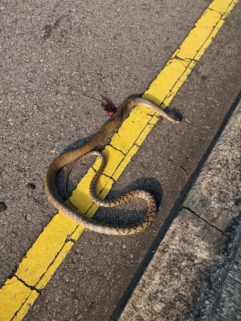 Oriental Rat Snake from Deep Water Bay, Hong Kong on September 27, 2021 ...