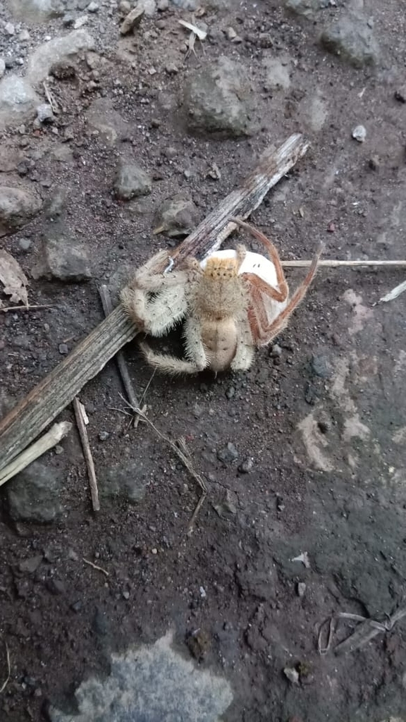 Heteropoda javana from Cisurupan, Kabupaten Garut, Jawa Barat ...