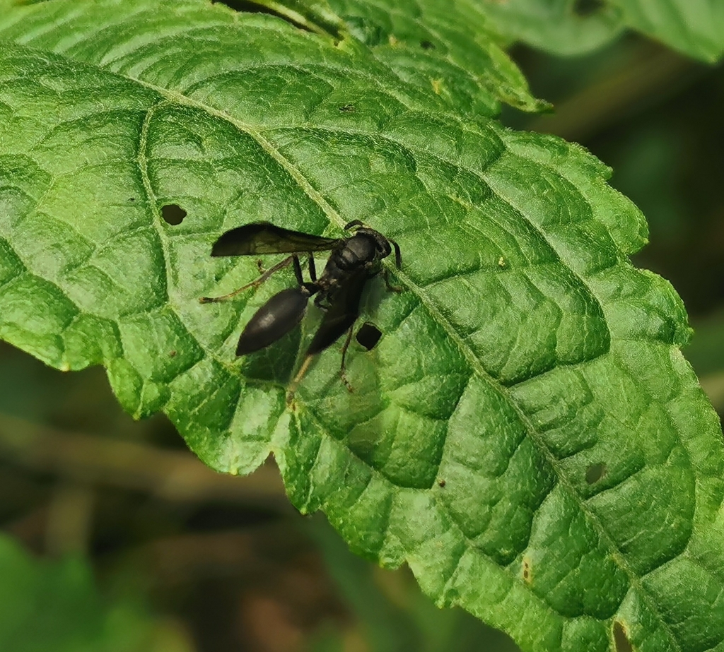Long-waisted Honey Wasps from San José, Copey, Costa Rica on September ...