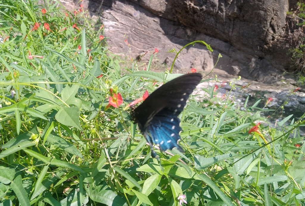 Pipevine Swallowtail from Tucson, AZ 85718, USA on September 26, 2021 ...