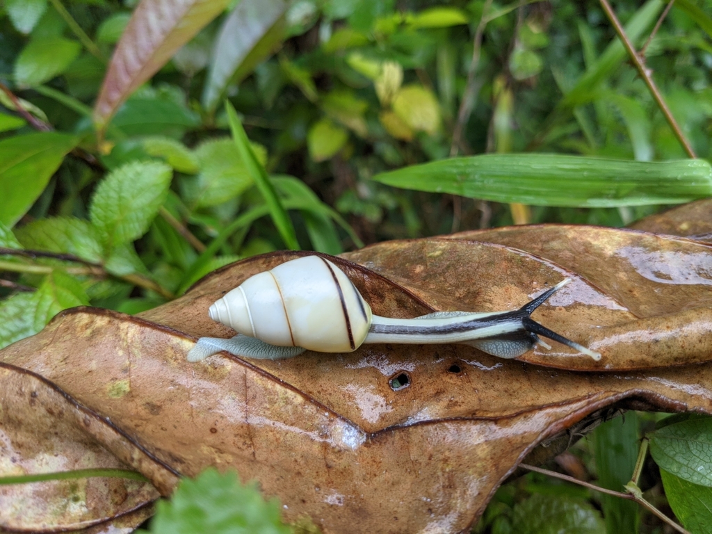 Lignus from Komo-Mondah, GA-ES, GA on September 11, 2021 at 03:39 PM by ...