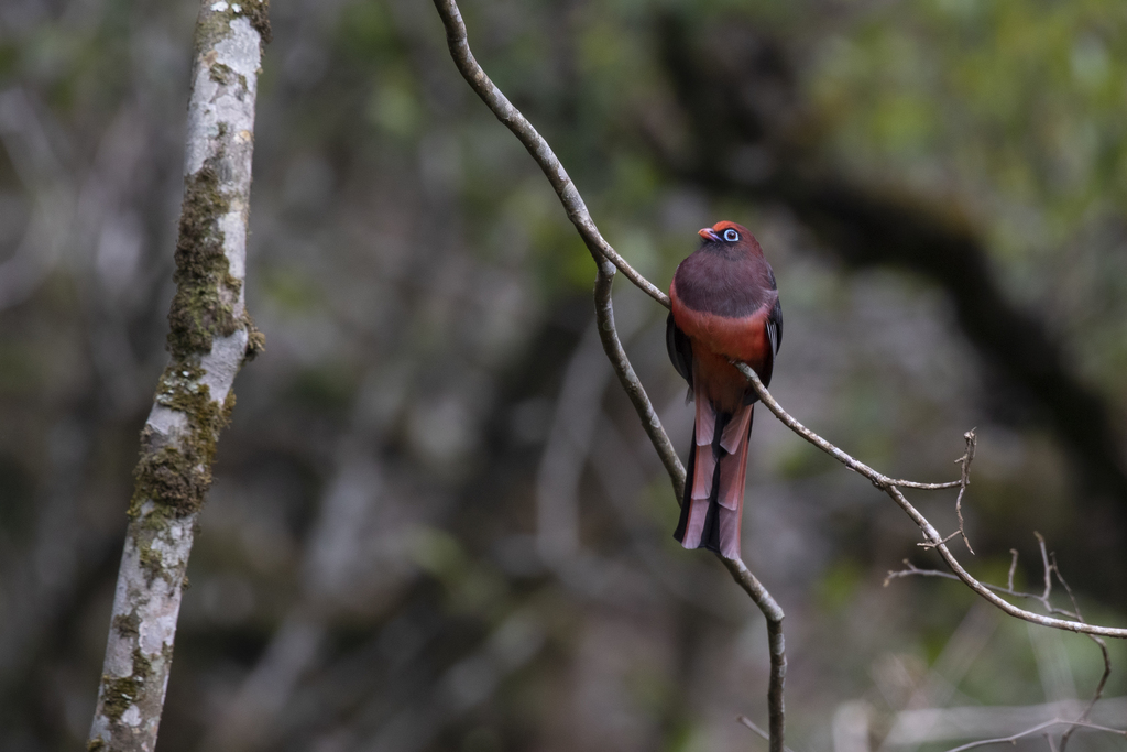 Ward's Trogon in April 2019 by Chris Burney · iNaturalist