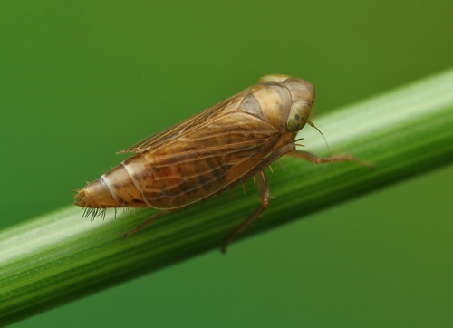 Genus Destria Inaturalist