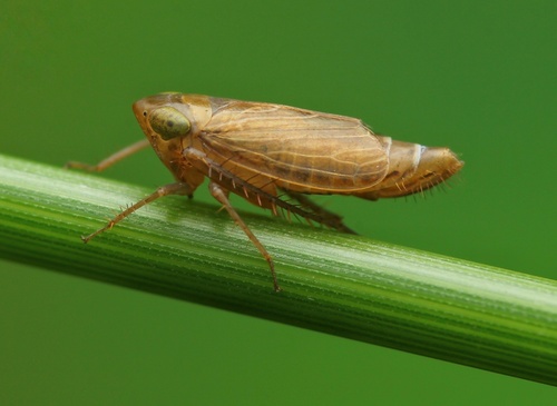 Destria fumida · iNaturalist