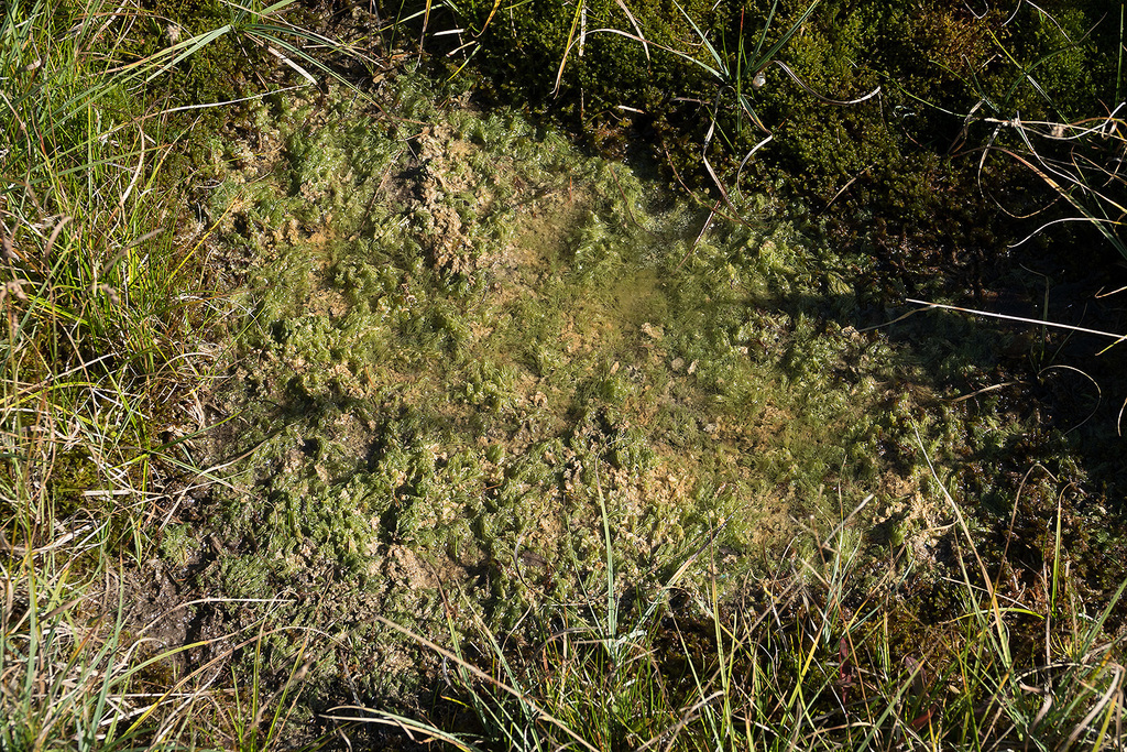 common stonewort from 034 91 Švošov, Slovensko on September 26, 2021 at ...