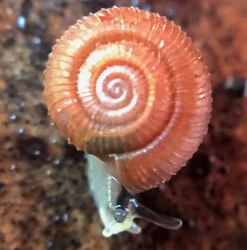 Sydney Copper Pinwheel Snail (Diphyoropa saturni) · iNaturalist