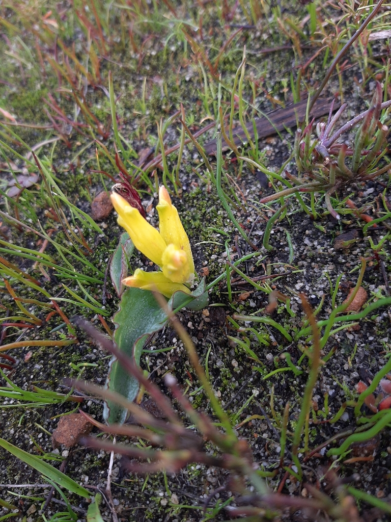 Yellow Soldier Viooltjie from Rondebosch Common on July 27, 2021 at 10: ...