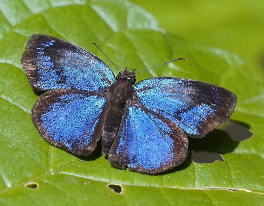 Glorious Blue-Skipper from Shushufindi, Ecuador on September 24, 2021 ...