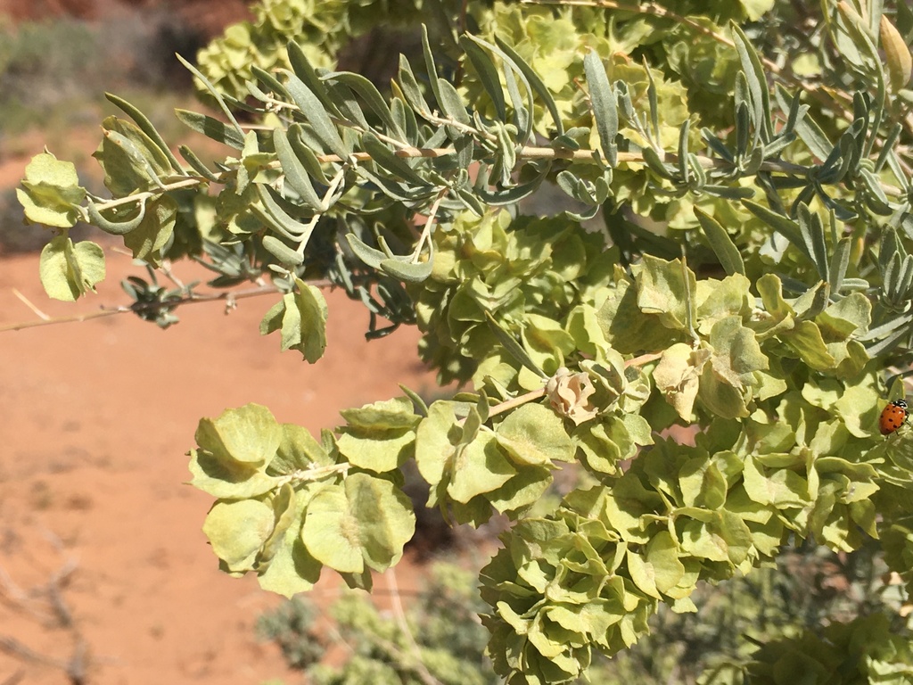 Fourwing Saltbush from Arches National Park, Moab, UT, US on September ...