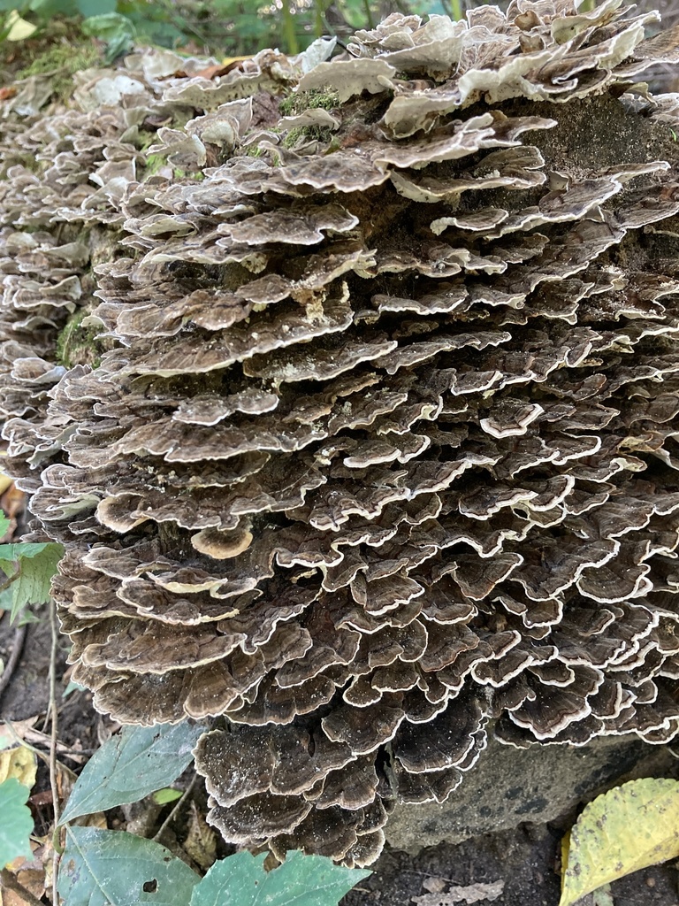 Smoky polypore from White Clay Creek State Park, Newark, DE, US on ...