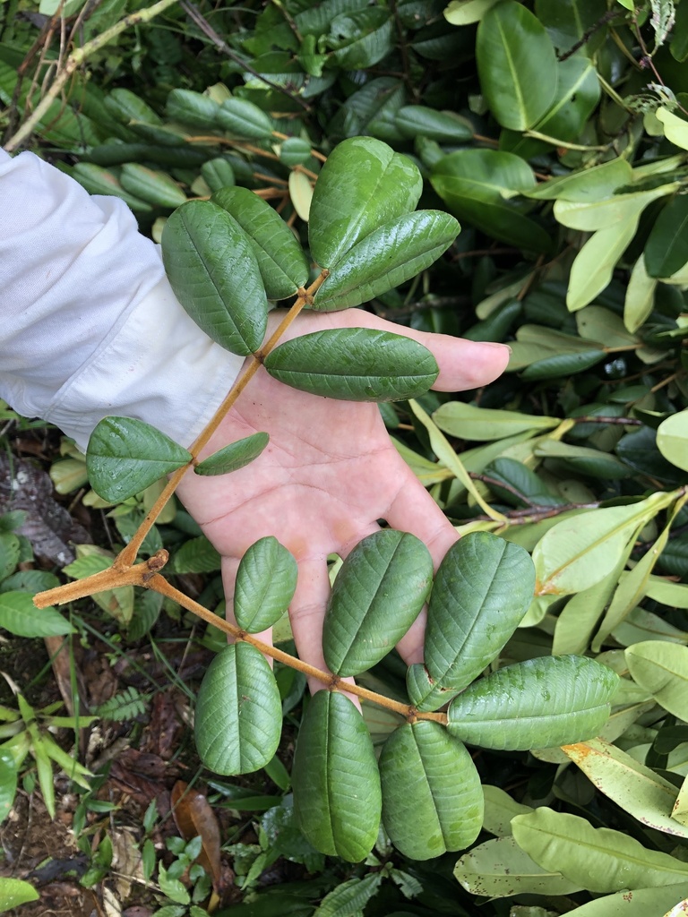 Ormosia velutina from Reserva Forestal Cordillera Volcánica Central ...
