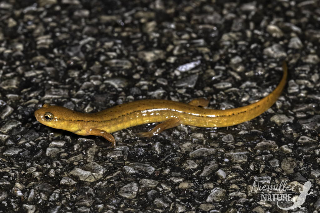 Junaluska Salamander in September 2021 by Matthew L. Niemiller ...