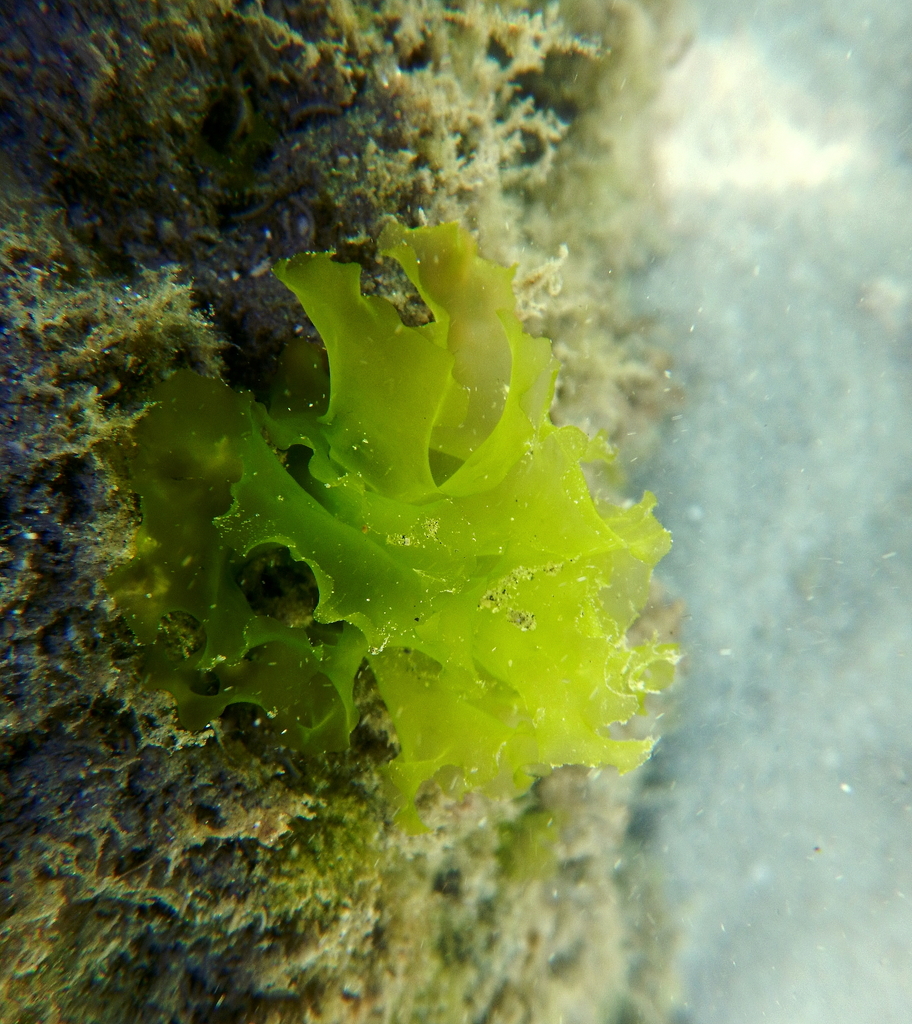 Ulva Rigida