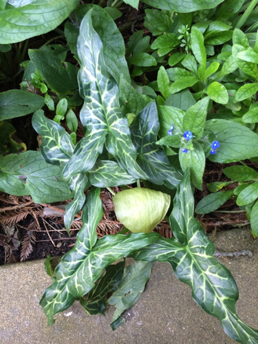 Observations by mallikajayaraman · iNaturalist