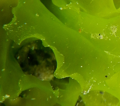 Ulva Rigida