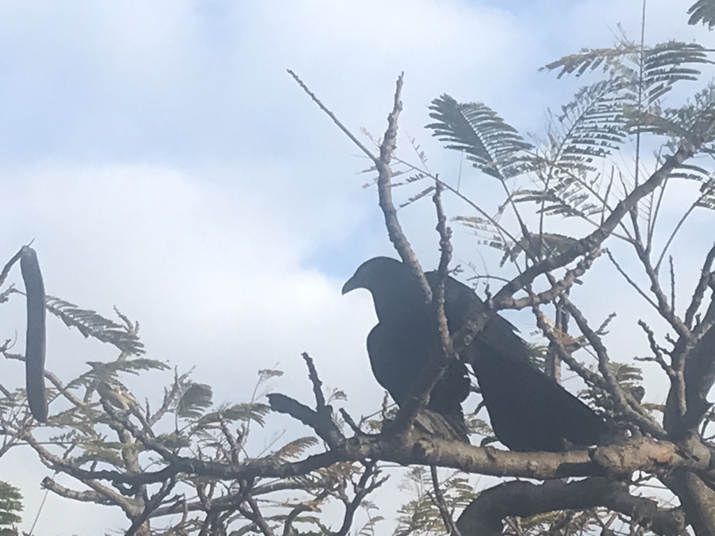 Pacific Koel from McKinley Street, North Ward, QLD, AU on September 28 ...