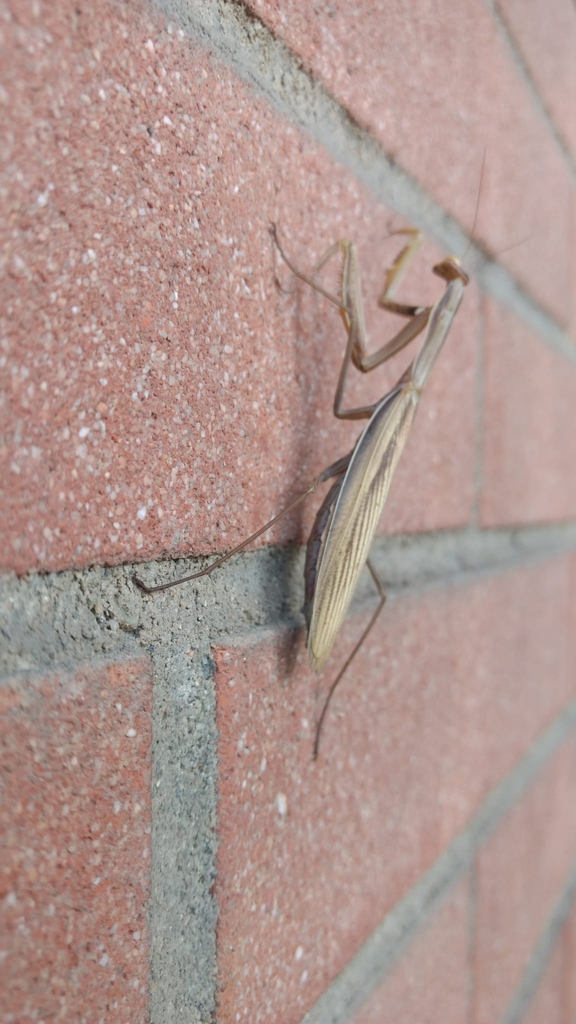 European Mantis from Caselle Torinese on September 28, 2021 at 10:36 AM ...