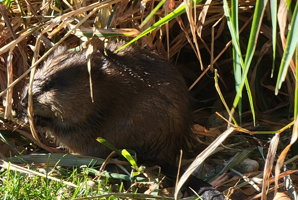 Muskrat from St. Charles, IL on September 28, 2021 at 09:47 AM by ...