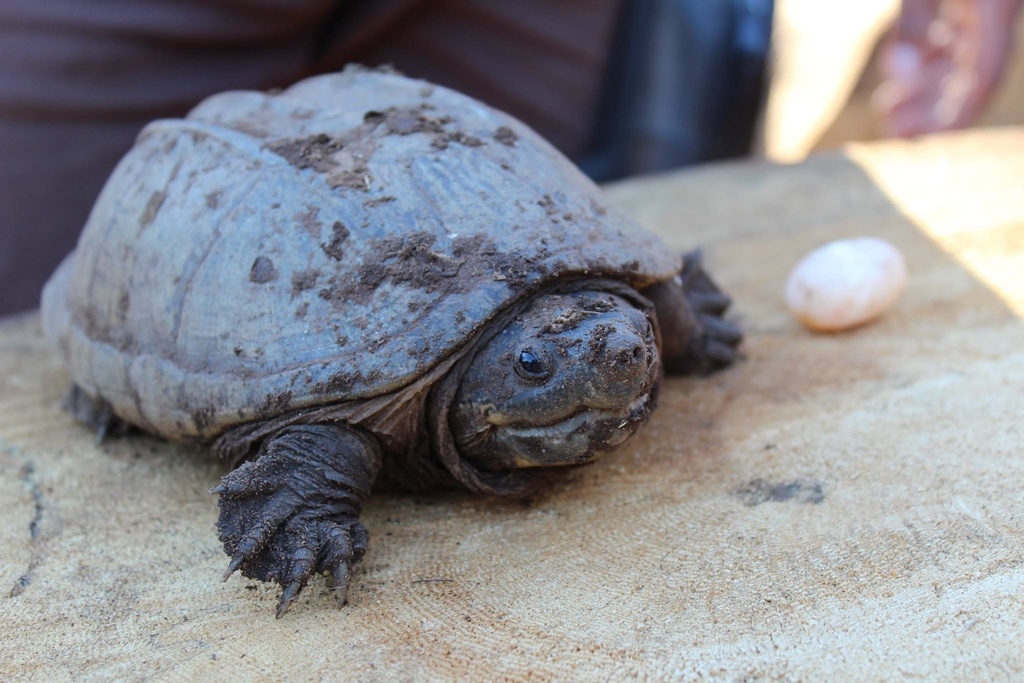 Chiapas Giant Musk Turtle in October 2017 by Ana Luisa M. Ahern. Found ...