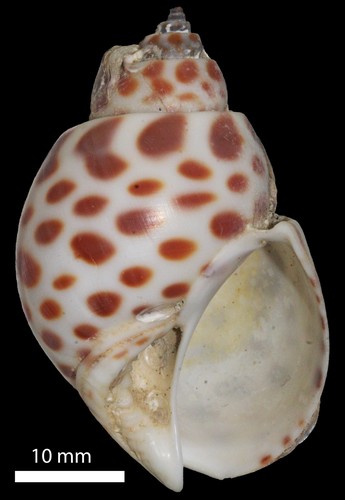 Babylonia borneensis · iNaturalist