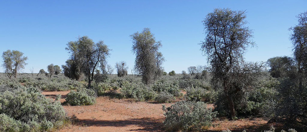 Australian desert lime from Broken Hill NSW 2880, Australia on October ...