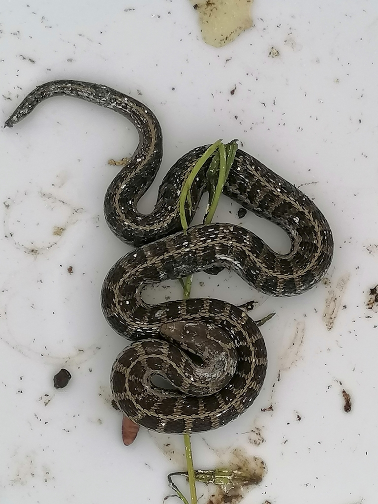 Longtail Alpine Garter Snake from Isidro Fabela, 52004 Lerma de Villada ...