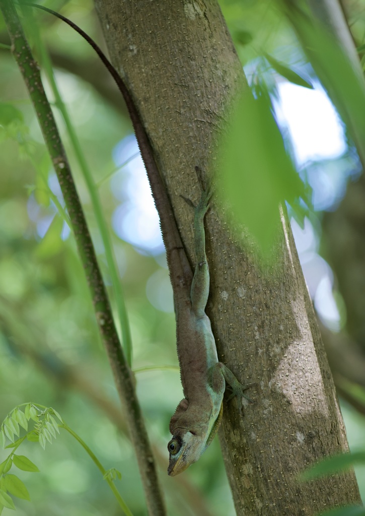 Grenada Tree Anole from Tobago, Trinidad and Tobago, TT on September 27 ...