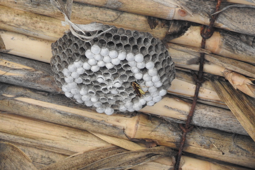 Golden Paper Wasp from Lerdo, 35192 Dgo., México on September 26, 2021 ...