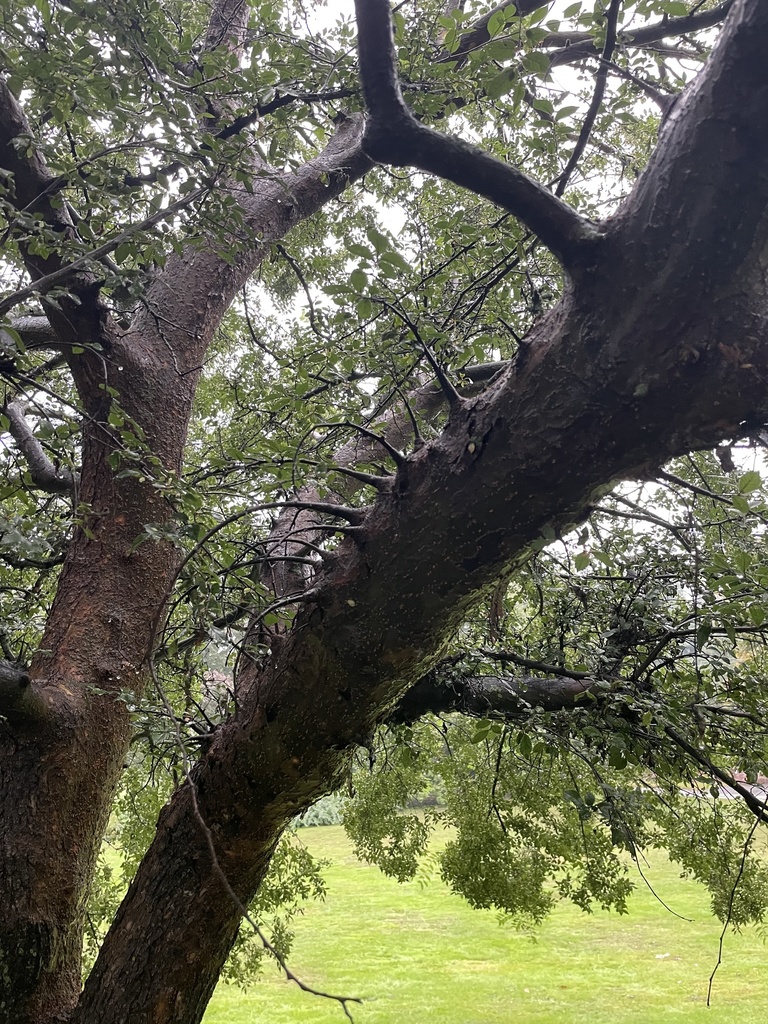Deciduous tree daisy in September 2021 by stathope. I’m not sure of the ...