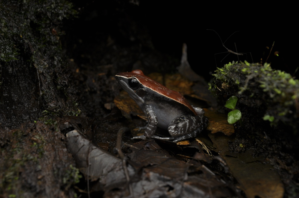 Mahogany Frog from Kuching, Sarawak, MY on September 28, 2021 at 09:04 ...