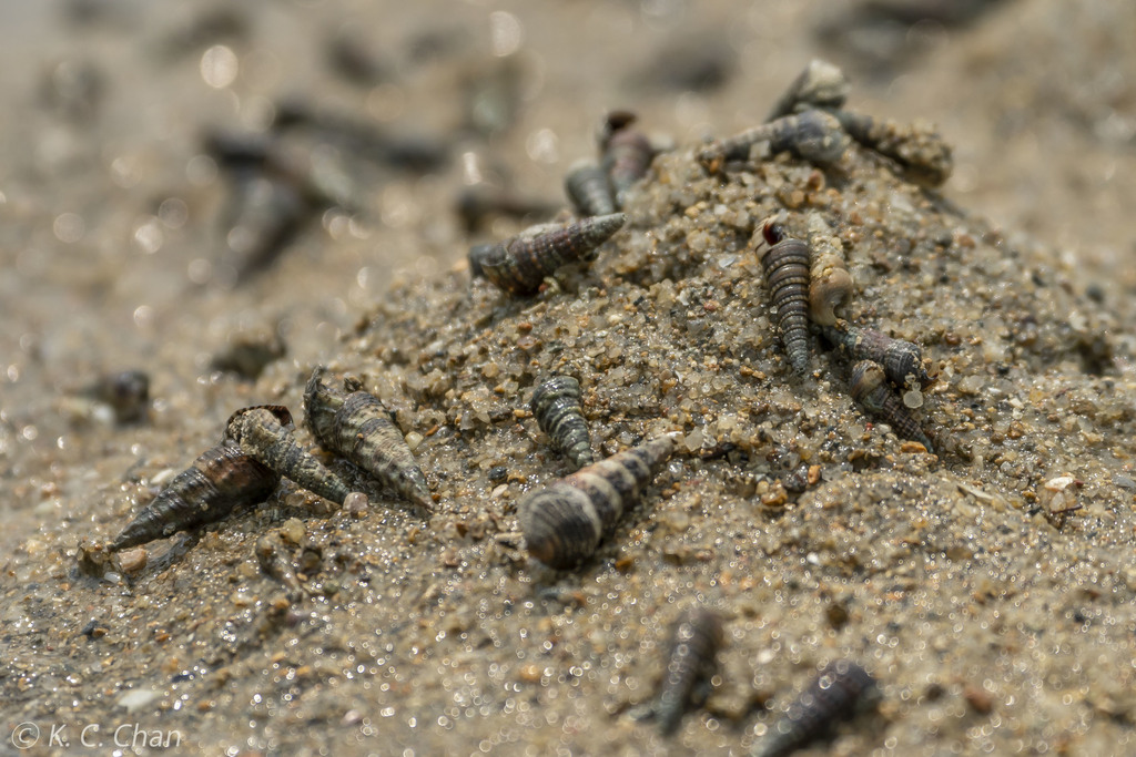 Zoned Horned Shell from Ting Kok, Hong Kong on September 16, 2021 at 11 ...