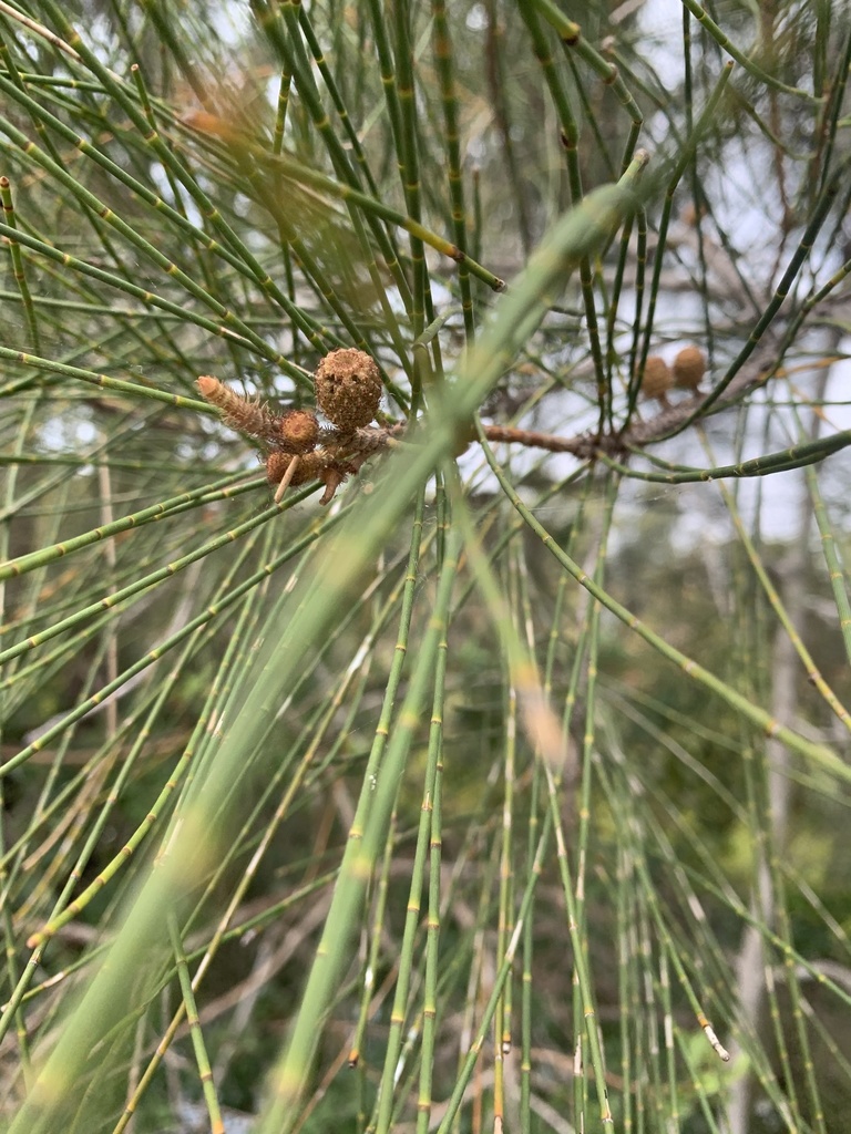 Swamp sheoak from Roy Neal Reserve, Labrador, QLD, AU on September 29 ...