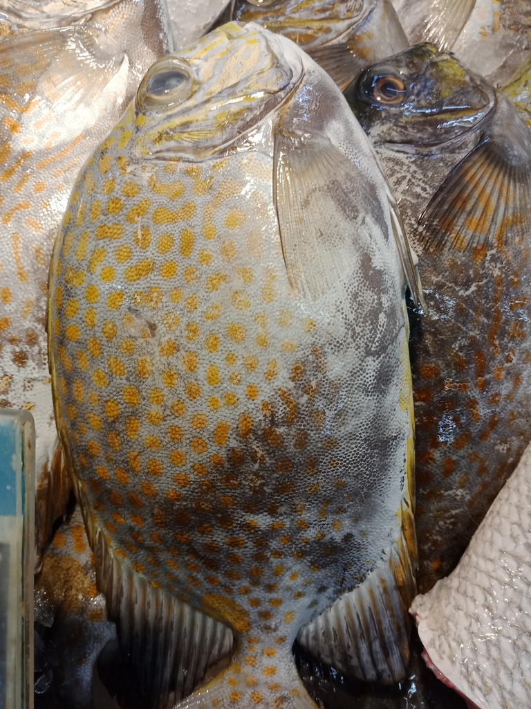 Golden Rabbitfish from Claro M. Recto Ave, Cagayan de Oro, 9000 Misamis ...
