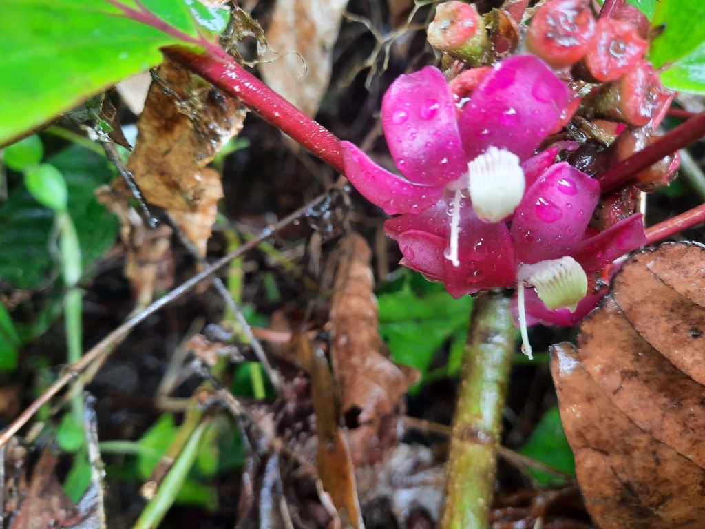 Blakea parasitica from Osa, CR-PU, CR on September 28, 2021 at 10:03 AM ...