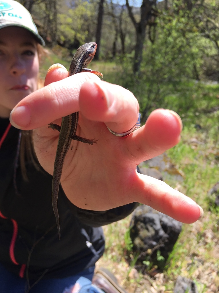 Western Skink from 479–483 Old Highway 8, White Salmon, WA, US on April ...