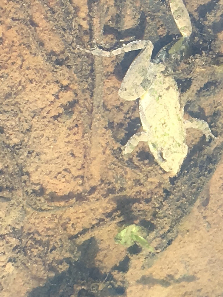 Northern Cricket Frog from Farmville, VA 23901, Farmville, VA, US on ...