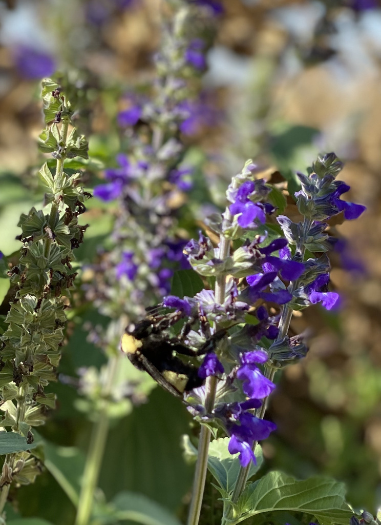 American Bumble Bee from Bushland Rd, Amarillo, TX, US on September 29 ...