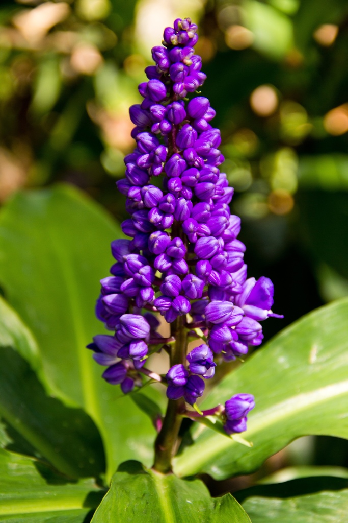 Blue ginger from Honolulu, HI 96817, Honolulu, HI, US on August 30 ...
