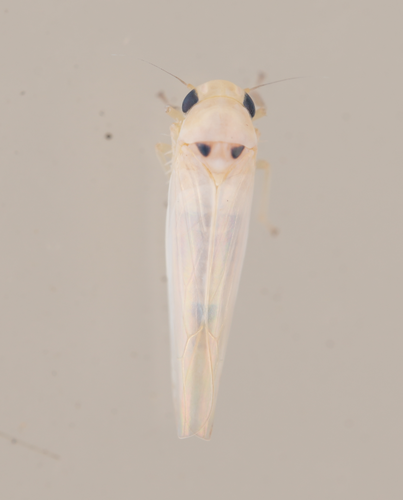 Genus Thaia · iNaturalist