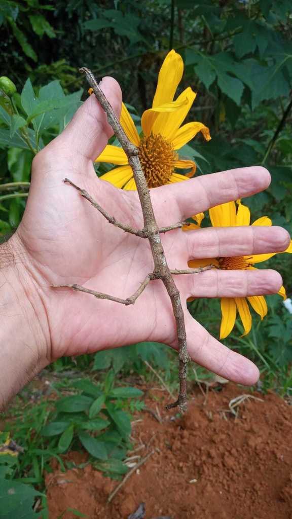 Brazilian Giant Stick Insect from Monteiro Lobato - SP, 12250-000 ...