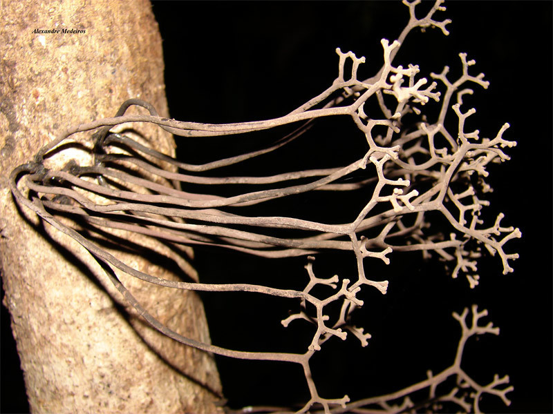 Thamnomyces dendroideus (Funga Capixaba 2.0) · iNaturalist