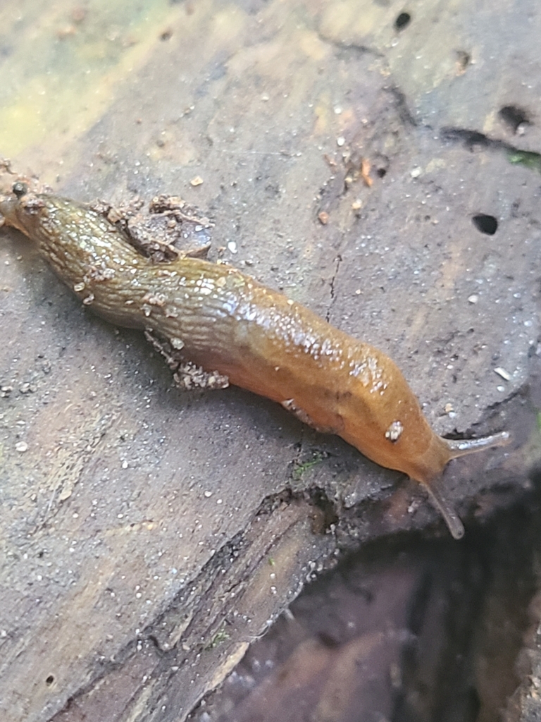 Western Dusky Slug from Morningside-Lenox Park, Atlanta, GA, USA on ...