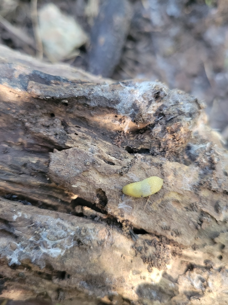 Hedgehog Slug from Morningside-Lenox Park, Atlanta, GA, USA on ...